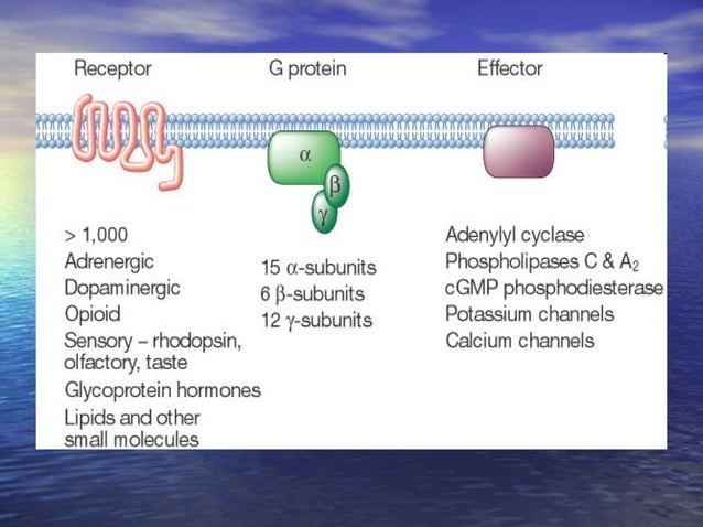 Дослідження впливу модифікації жирнокислотного складу клітинних мембран ...