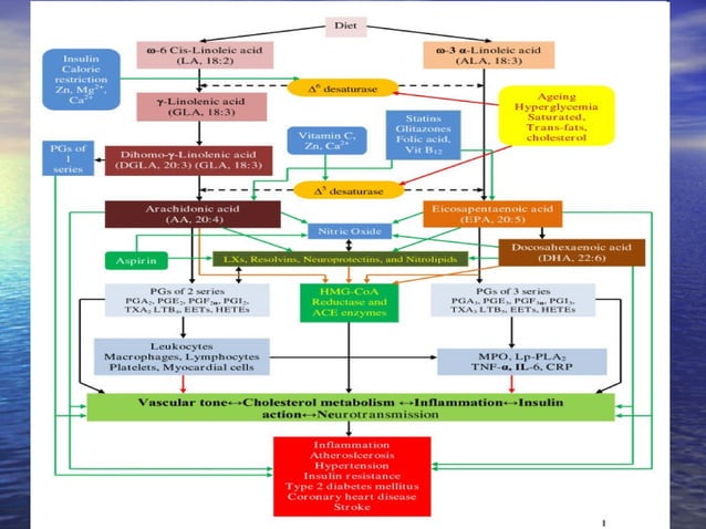 Дослідження впливу модифікації жирнокислотного складу клітинних мембран ...