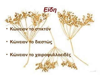 κώνειο | PPS