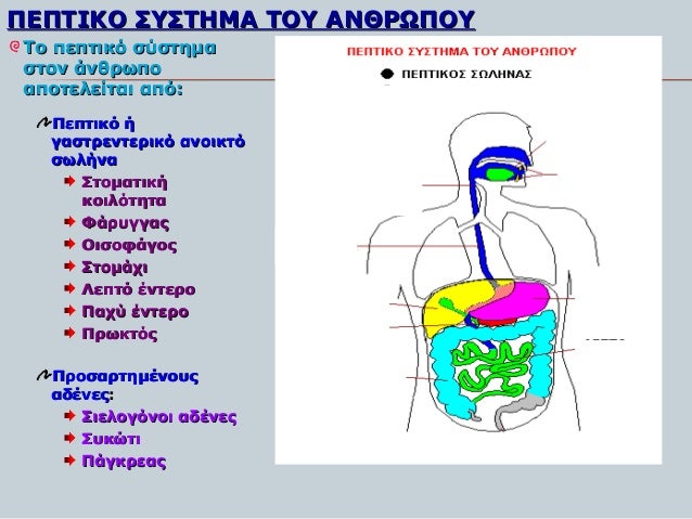 πεπτικο συστημα