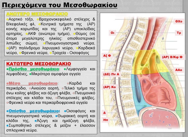 Ανατομία Θώρακα - Ακτινολογική Προσέγγιση | PDF