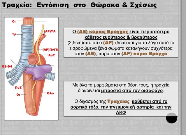 Ανατομία Θώρακα - Ακτινολογική Προσέγγιση | PDF