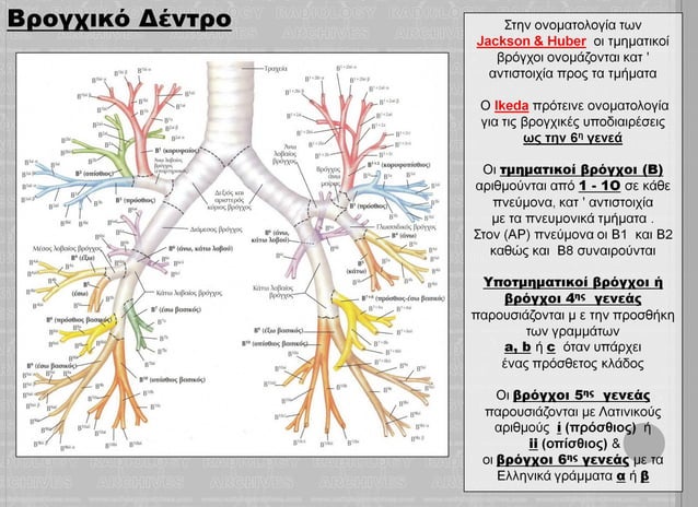 Ανατομία Θώρακα - Ακτινολογική Προσέγγιση | PDF