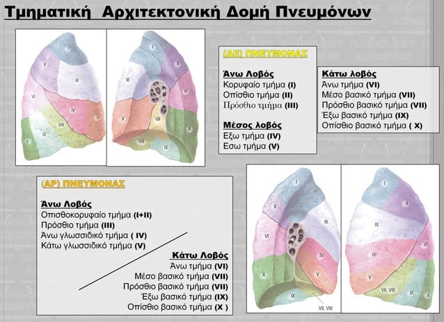 Ανατομία Θώρακα - Ακτινολογική Προσέγγιση | PDF