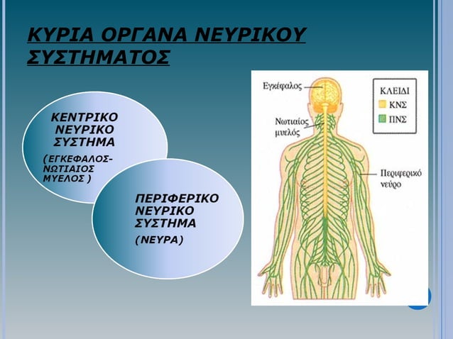 παρουσιασεις α λυκειου συνολικο | PPT