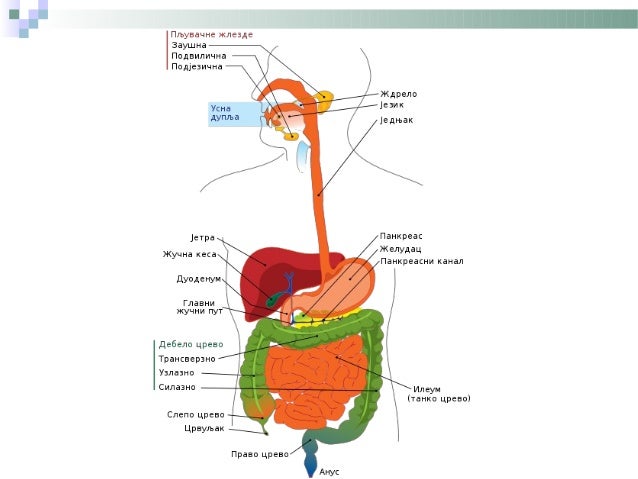 Sistem organa za varenje