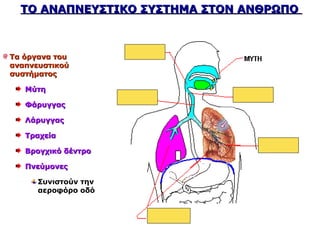 το αναπνευστικό στον άνθρωπο | ODP