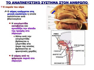το αναπνευστικό στον άνθρωπο | ODP