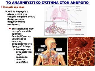 το αναπνευστικό στον άνθρωπο | ODP