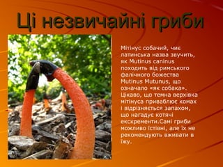 необычные грибы | PPT