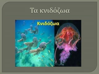 Σπονδυλωτά και ασπόνδυλα - Τατιάνα Μ. - Μελέτη Π., 3η Ενότητα, Κεφ. 3ο ...