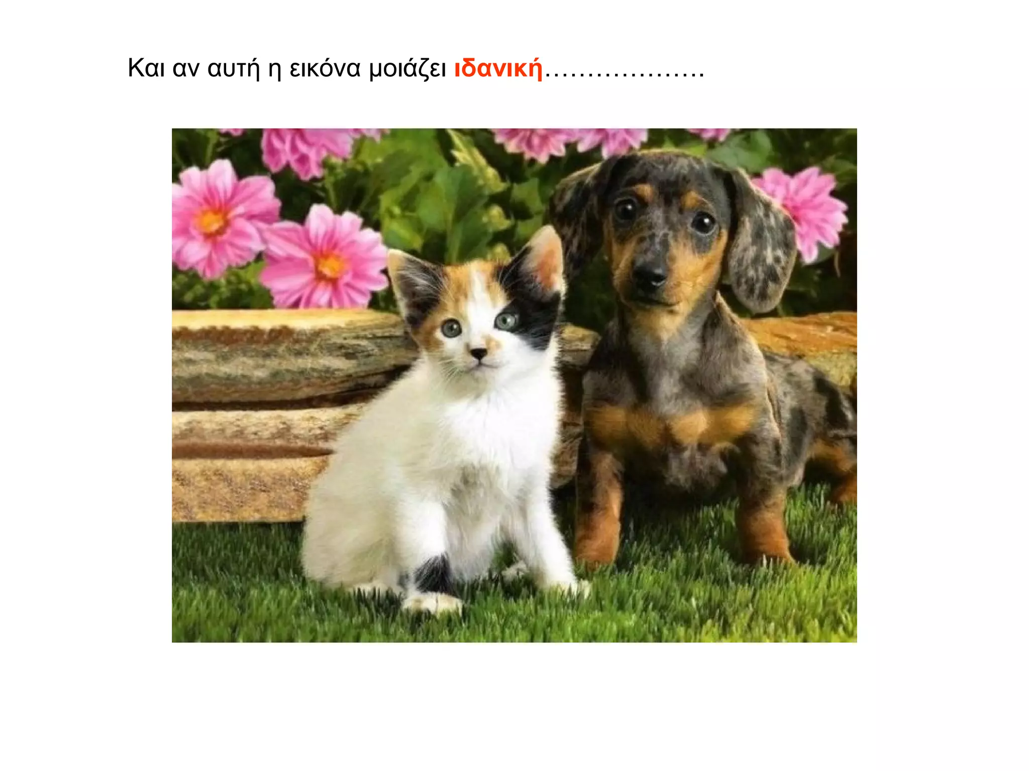 εργασία για τα αδεσποτα ραφτούλη κυριακή | PPT