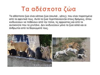 εργασία για τα αδεσποτα ραφτούλη κυριακή | PPT