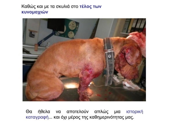 εργασία για τα αδεσποτα ραφτούλη κυριακή | PPT