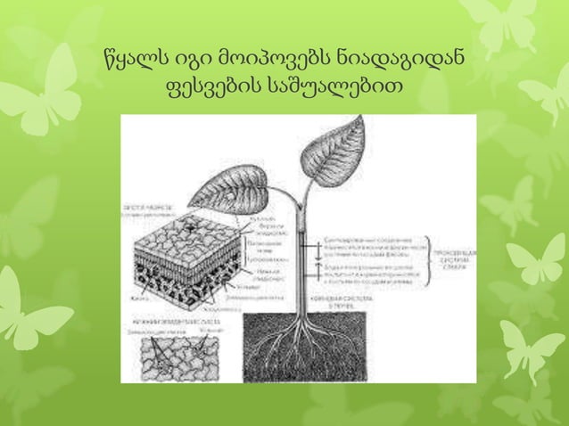 ყვავილოვანი მცენარეები, ფოთოლი, ფოტოსინთეზი | PPTX