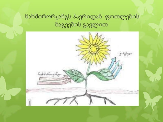 ყვავილოვანი მცენარეები, ფოთოლი, ფოტოსინთეზი | PPTX