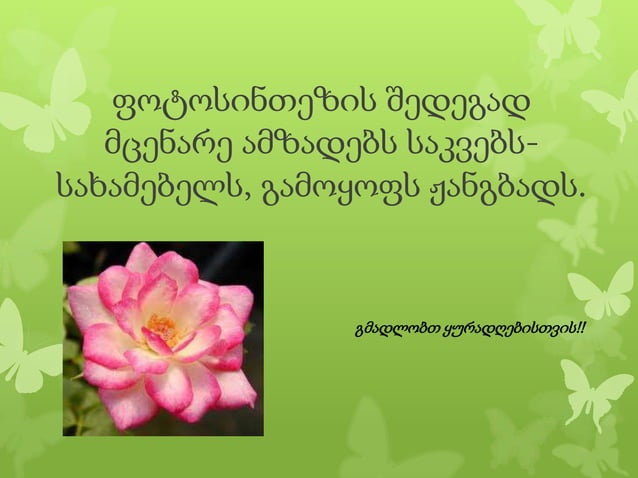 ყვავილოვანი მცენარეები, ფოთოლი, ფოტოსინთეზი | PPTX