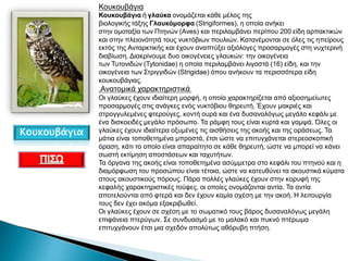τα πουλιά της ελλάδας | PPT