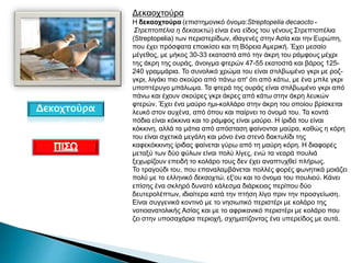 τα πουλιά της ελλάδας | PPTX