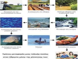 Bιοσυσσώρευση | PPT