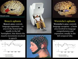 Brain and Language | PPT