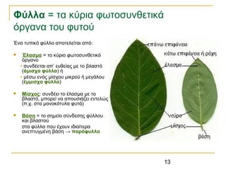 μορφολογία του καλλιεργούμενου φυτού | PPT