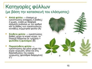 μορφολογία του καλλιεργούμενου φυτού | PPT