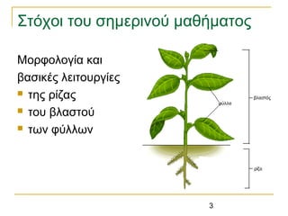 μορφολογία του καλλιεργούμενου φυτού | PPT