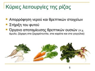 μορφολογία του καλλιεργούμενου φυτού | PPT