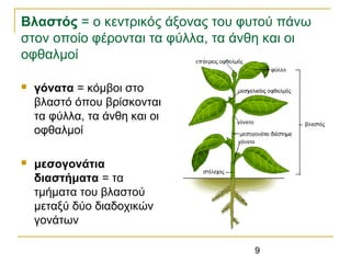 μορφολογία του καλλιεργούμενου φυτού | PPT