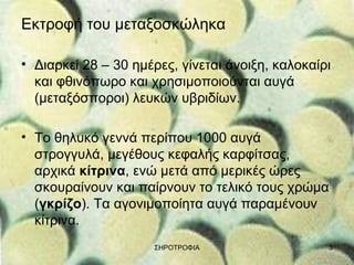 σηροτροφία η εκτροφή του μεταξοσκώληκα | PPT