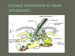 Ασθένειες | PPT