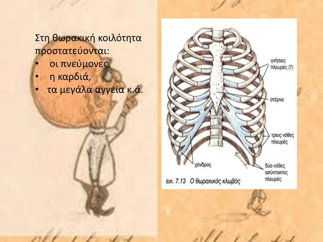παρουσιαση σκελετικου συστηματος (εργασία μαθητή Α2) | PPT