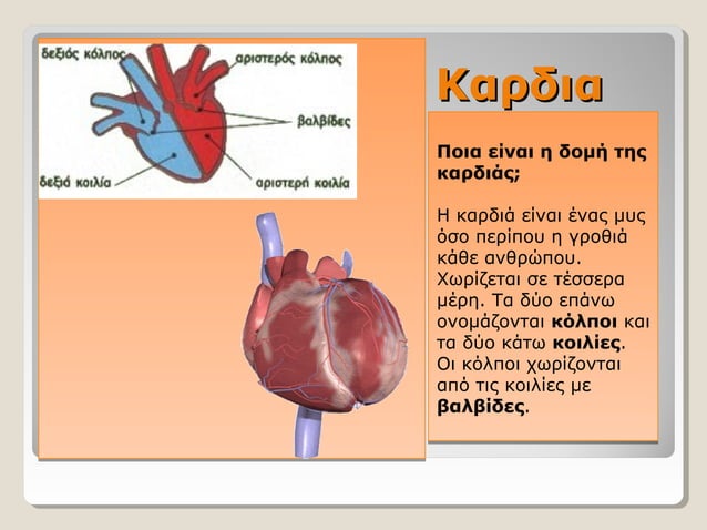 το κυκλοφορικο συστημα.(εργασία μαθητών Α5) | PPT