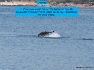 θαλάσσια θηλαστικά του αιγαίου | PPT