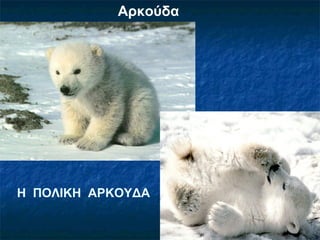 άγρια ζώα | PPT