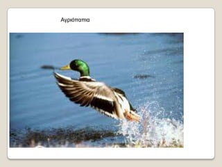 αγρια ζωα | PPT