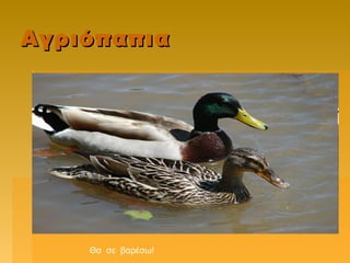 αγρια ζωα της ζουγκλας! | PPT