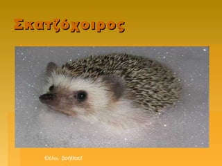 αγρια ζωα της ζουγκλας! | PPT