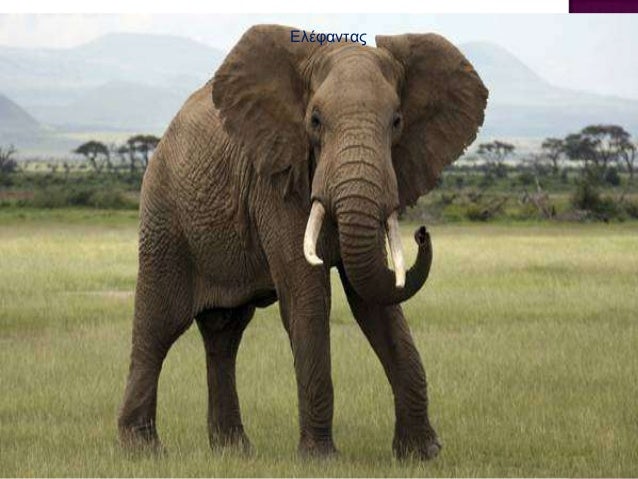 τα ζωα της ζουγκλα
