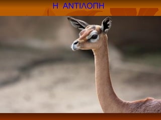 τα αγρια ζωα | PPT