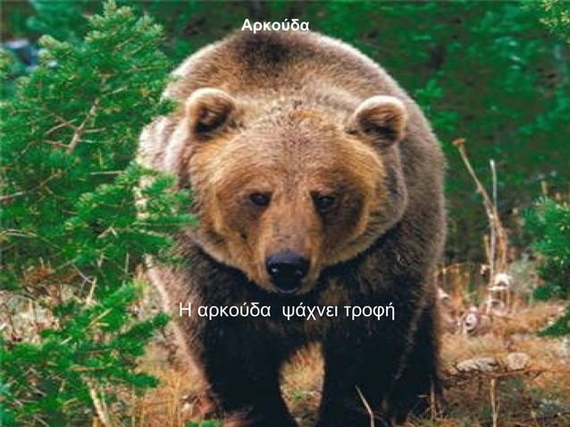αγρια ζωα! | PPT