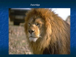 ζοα τησζουγκλασ | PPT