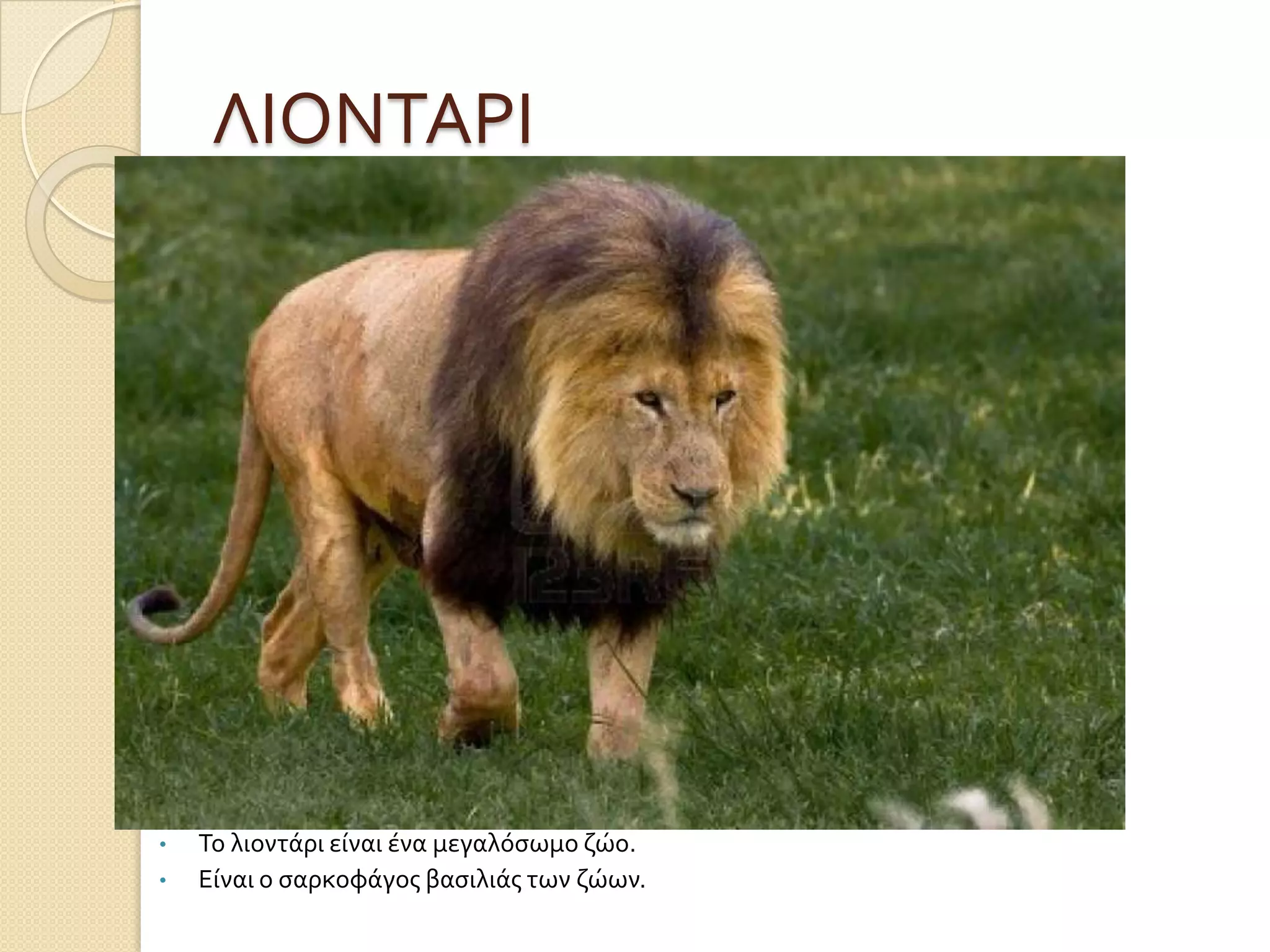 ζώα της σαβάνας!!! | PPT