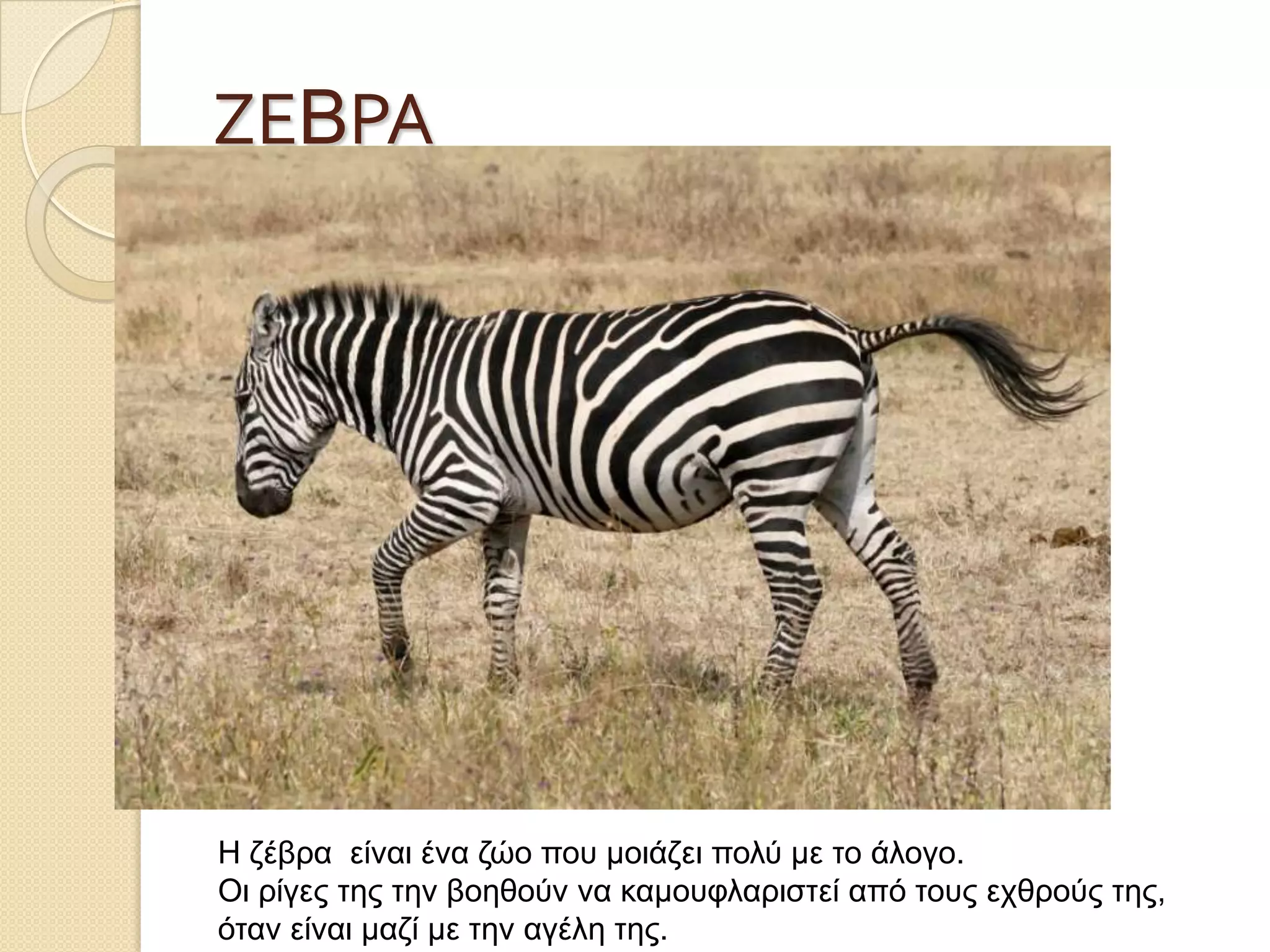 ζώα της σαβάνας!!! | PPTX
