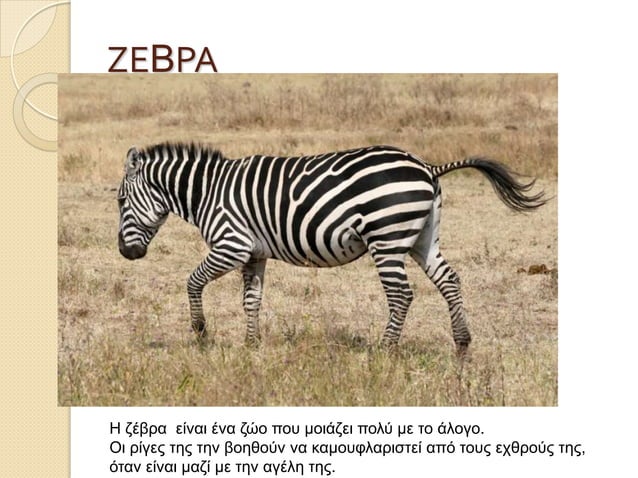 ζώα της σαβάνας!!! | PPTX