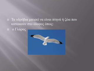 τα ζωα τησ περιοχησ μου | PPT