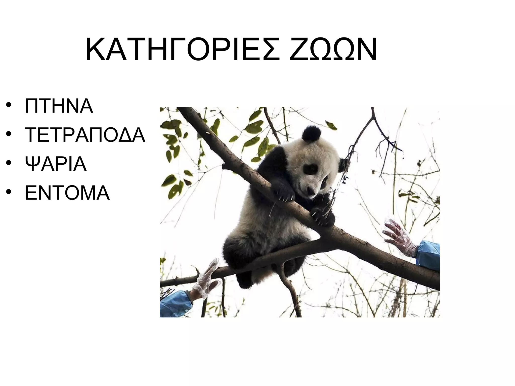 μελετη περιβαλλοντοσ ζωα | PPT
