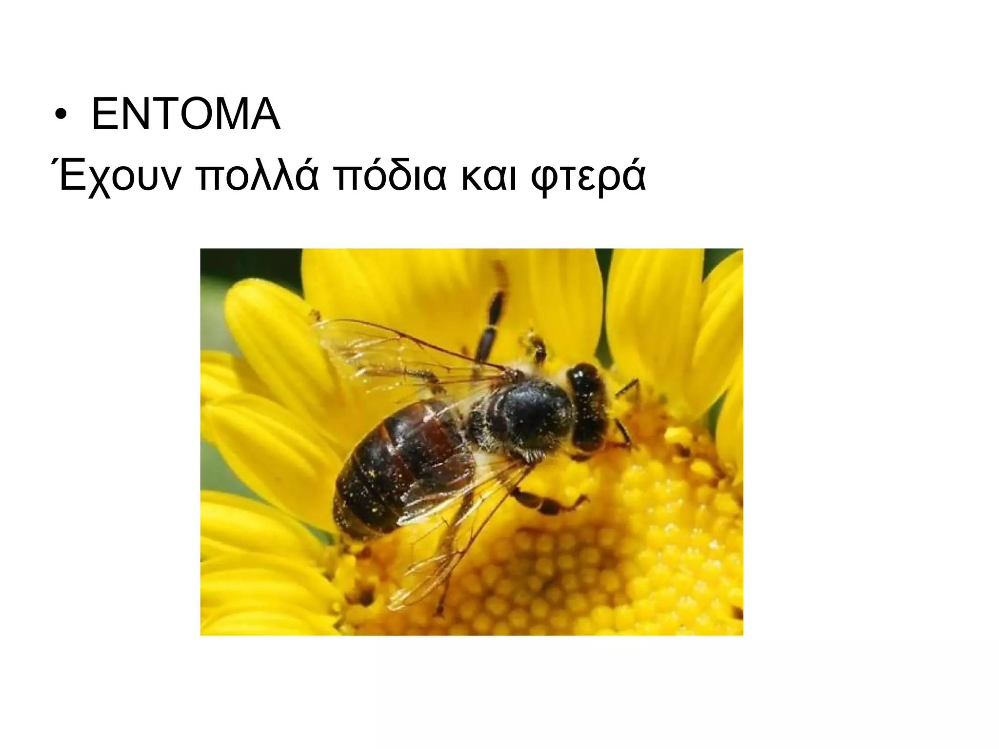 μελετη περιβαλλοντοσ ζωα | PPT