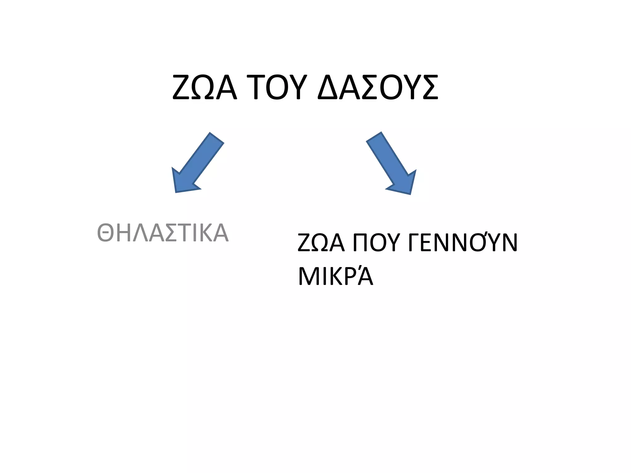 ζωα του δασουσ | PPT
